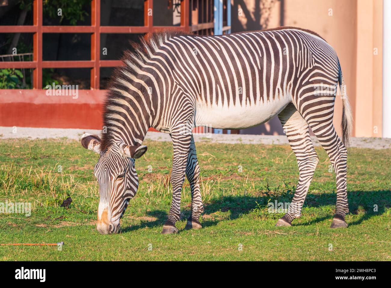 Grevy's zebra, lat Equus grevyi, also known as the imperial zebra eats ...