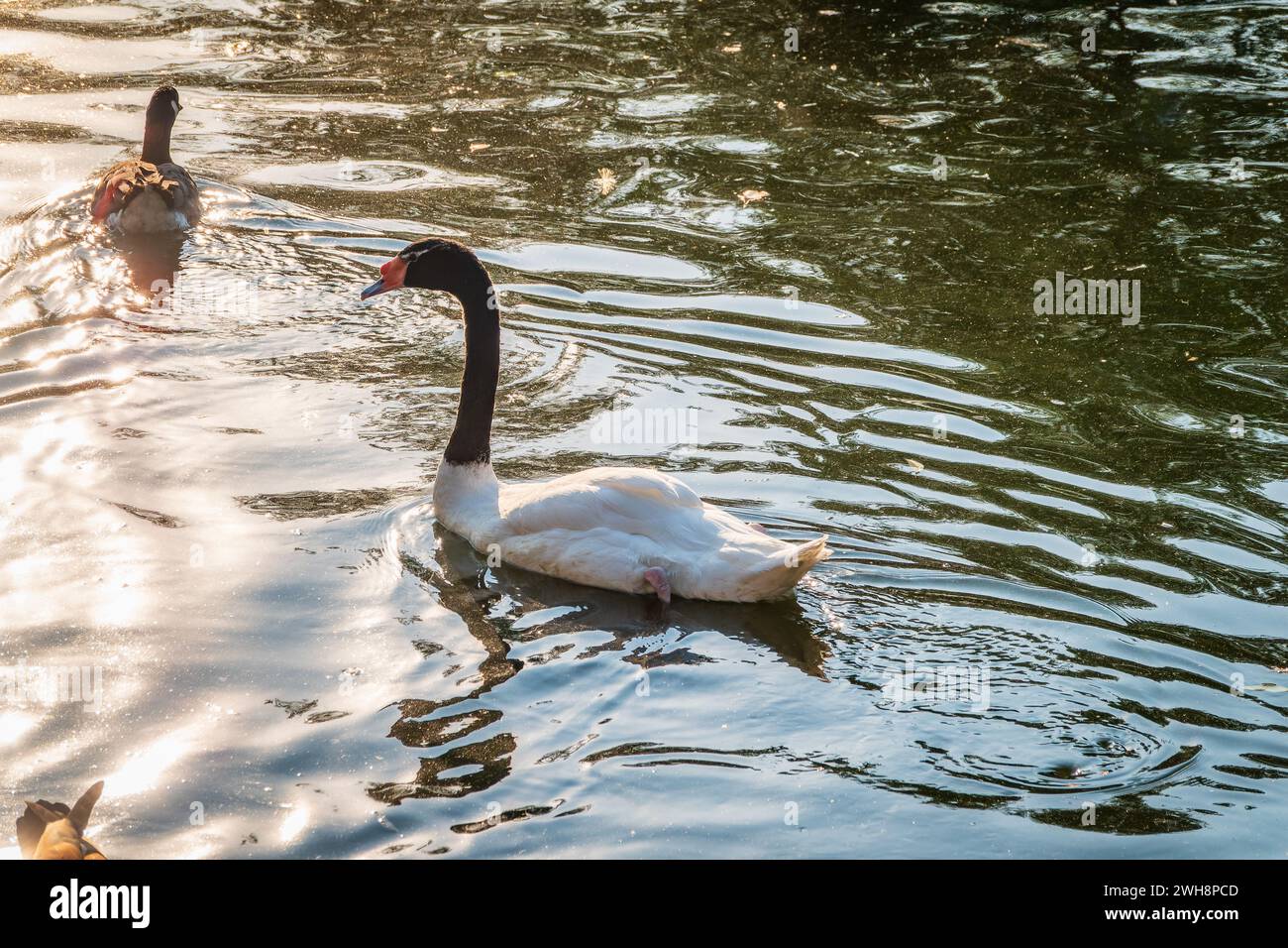 The black-necked swan Cygnus melancoryphus, is a swan that is the ...