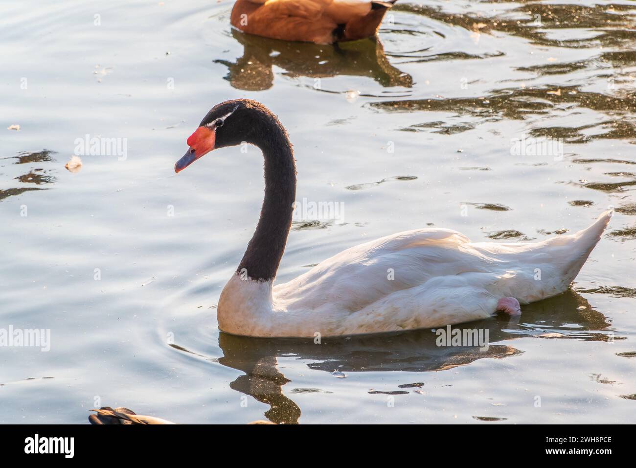 The black-necked swan Cygnus melancoryphus, is a swan that is the ...