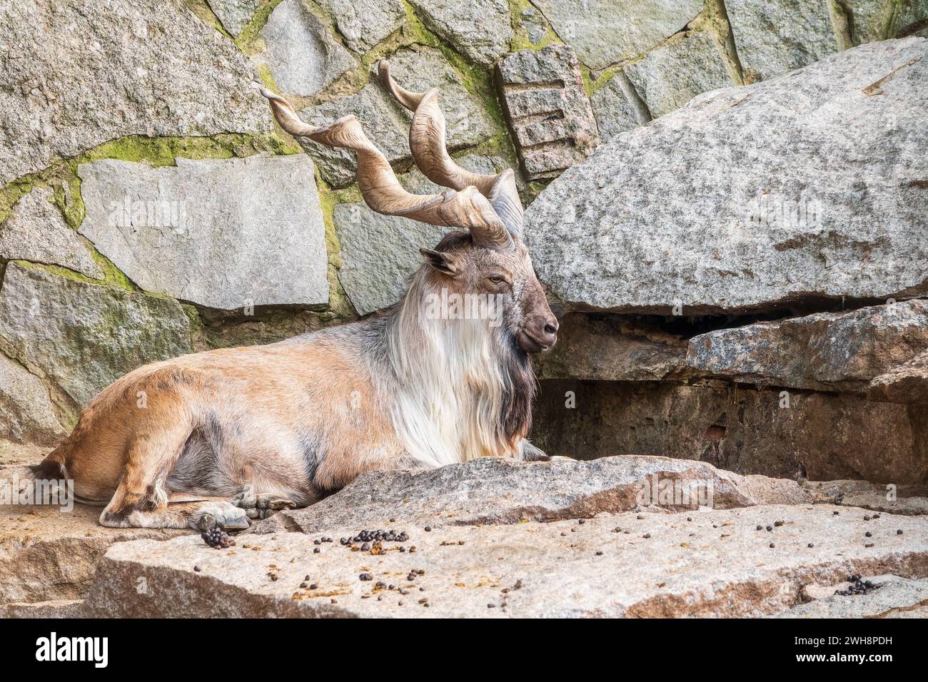 Markhor, Capra falconeri, wild goat native to Central Asia, Karakoram ...