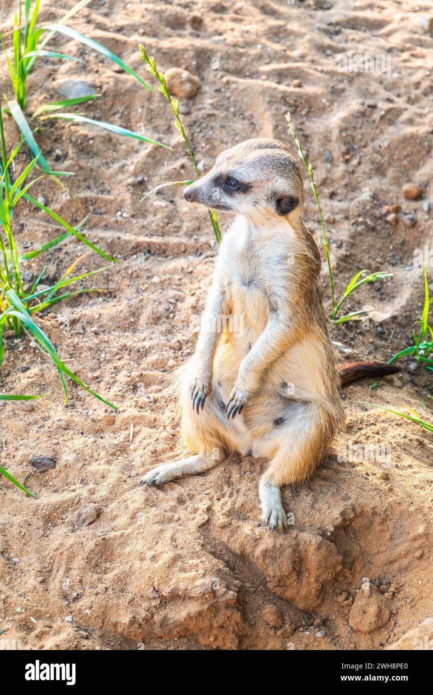 Meerkat ,Suricata suricatta, on hind legs. Portrait of meerkat standing ...