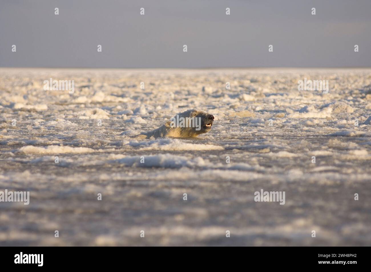 Polar bear, Ursus maritimus, adult male swimming in newly forming pack ...