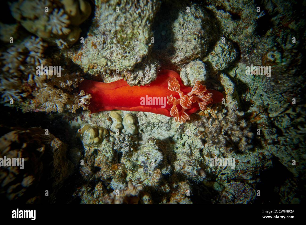 The beauty of the underwater world - The Spanish dancer, scientific ...