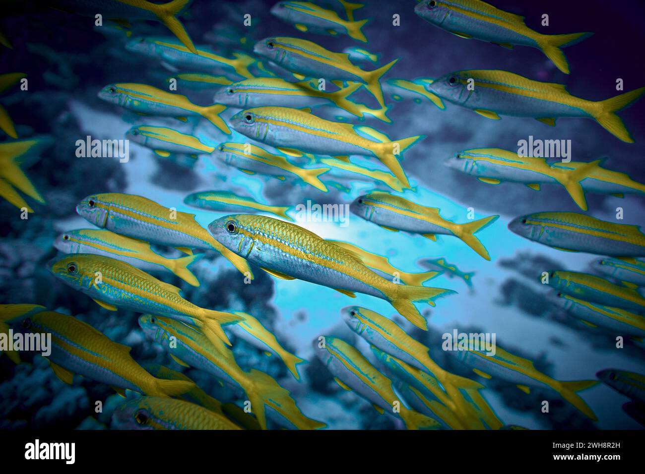 The beauty of the underwater world - big school of fish - The ...