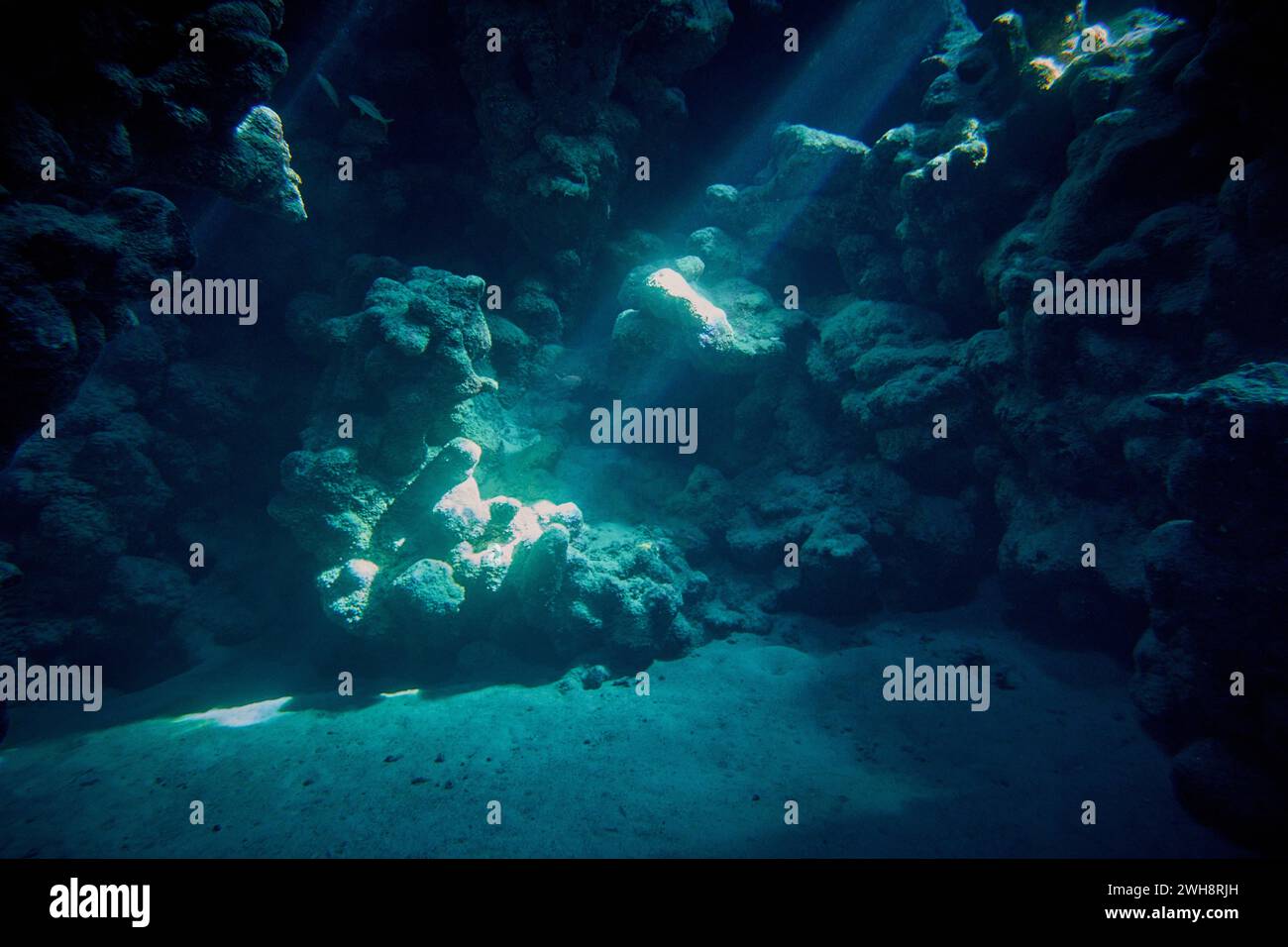 Underwater light rays in aquarium hi-res stock photography and images ...