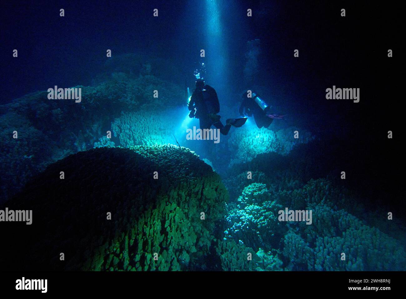 The beauty of the underwater world - a mysterious sight during a night ...