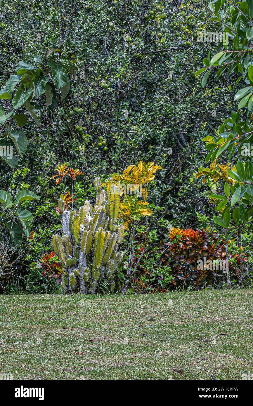 Costa Rica, Bijagual - July 22, 2023: Pura Vida garden. Cacti and ...