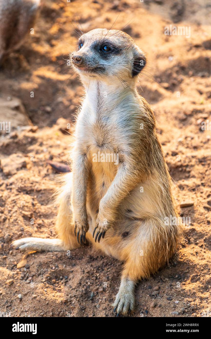 Meerkat ,Suricata suricatta, on hind legs. Portrait of meerkat standing ...