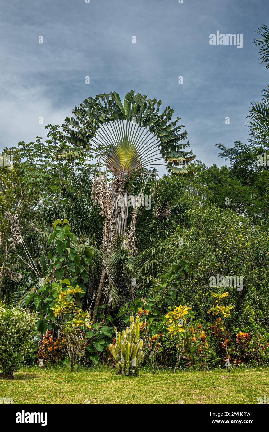 Costa Rica, Bijagual - July 22, 2023: Pura Vida garden. Traveler's palm ...