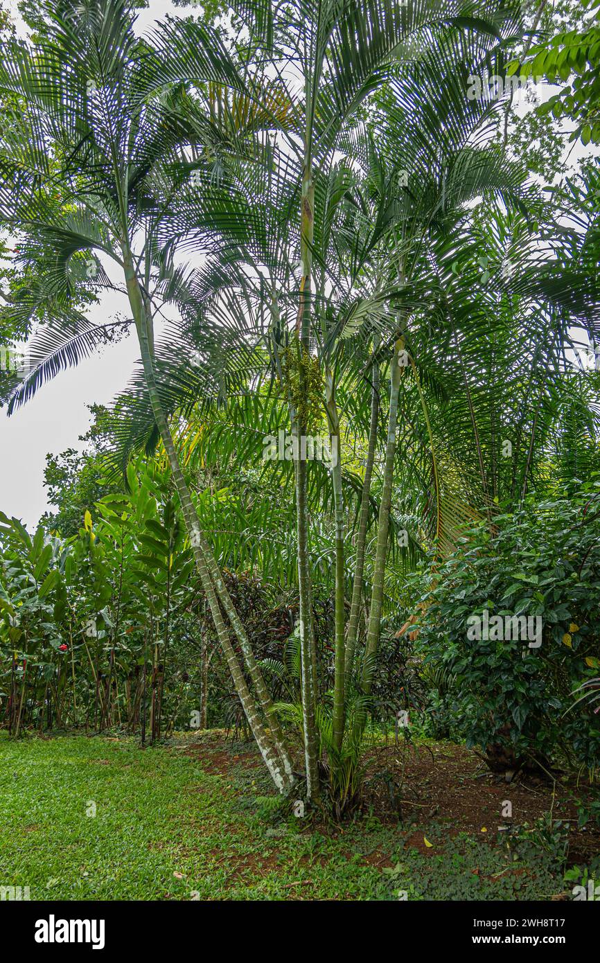 Costa Rica, Bijagual - July 22, 2023: Pura Vida garden. Young thin ...