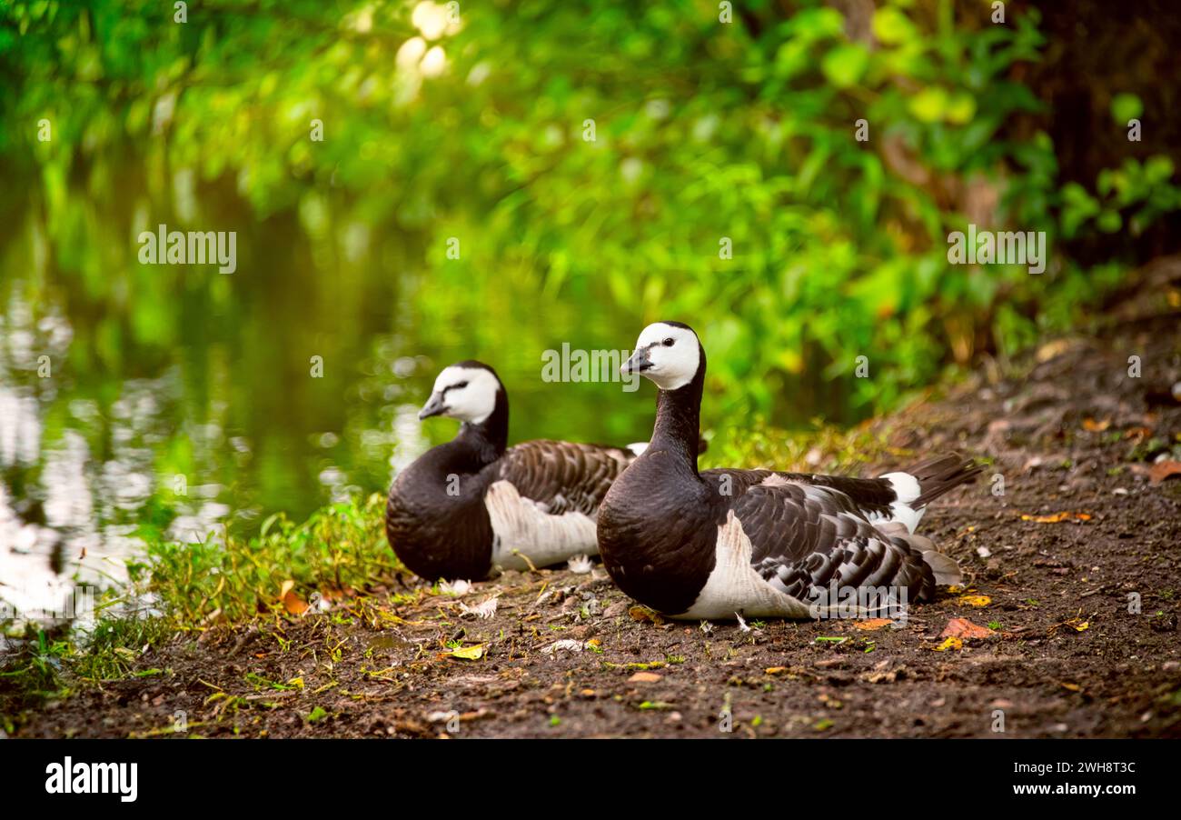 Resting barnacle goose in hi-res stock photography and images - Alamy