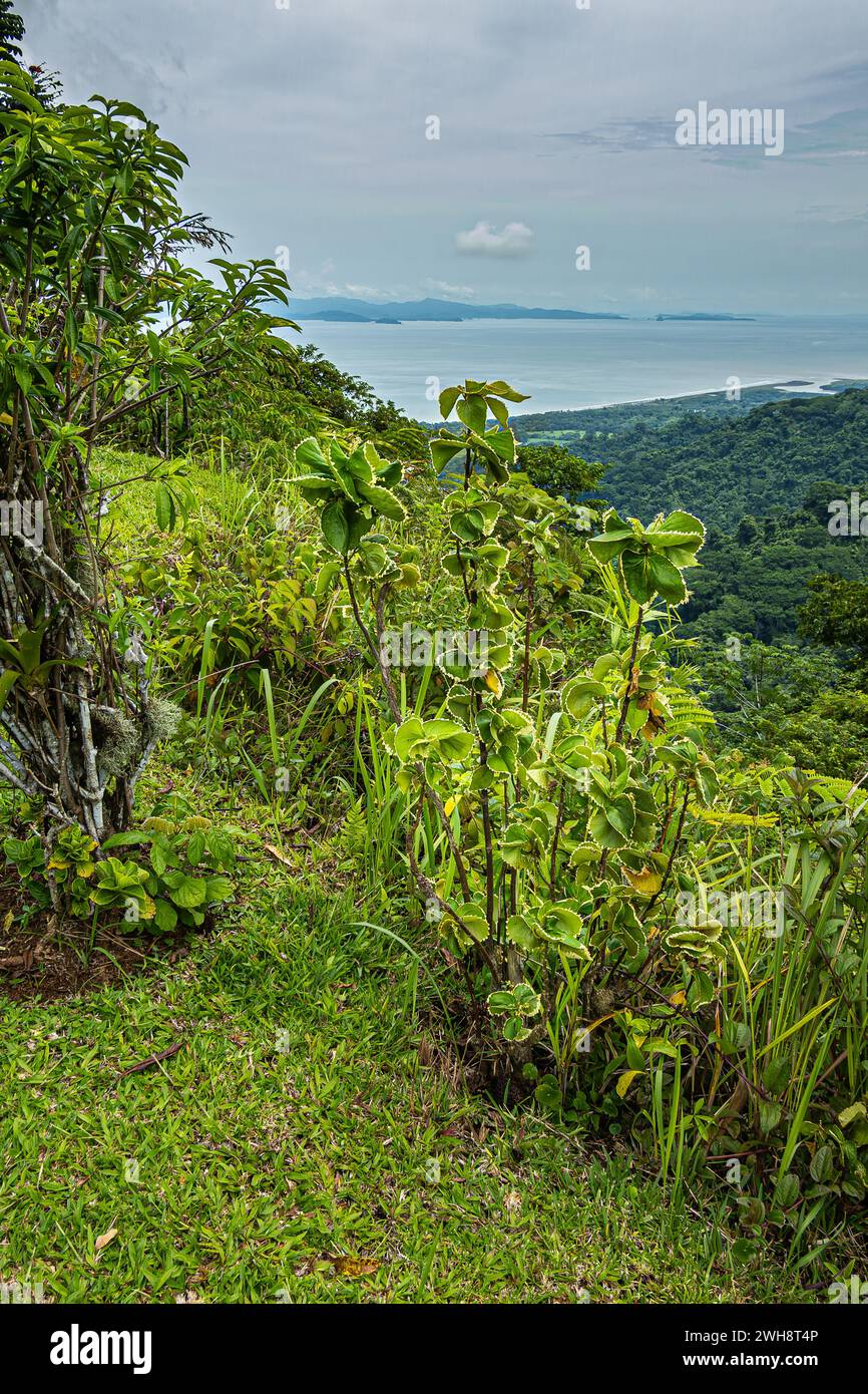 Costa Rica, Bijagual - July 22, 20.23: Pura Vida garden nature reserve ...