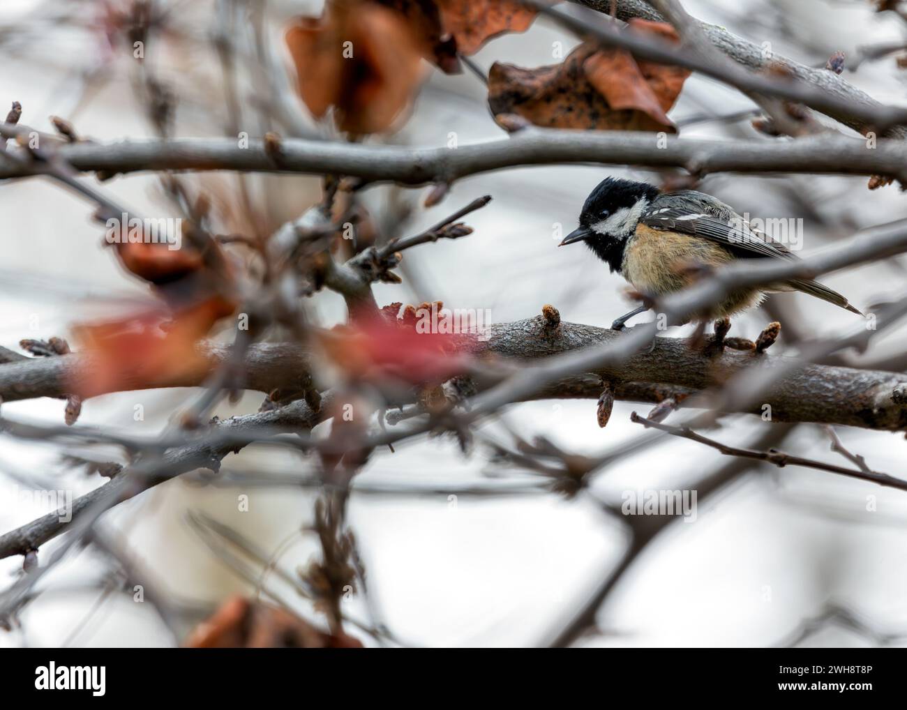 The Coal Tit (Periparus ater) observed in Hyde Park, London, is a small ...