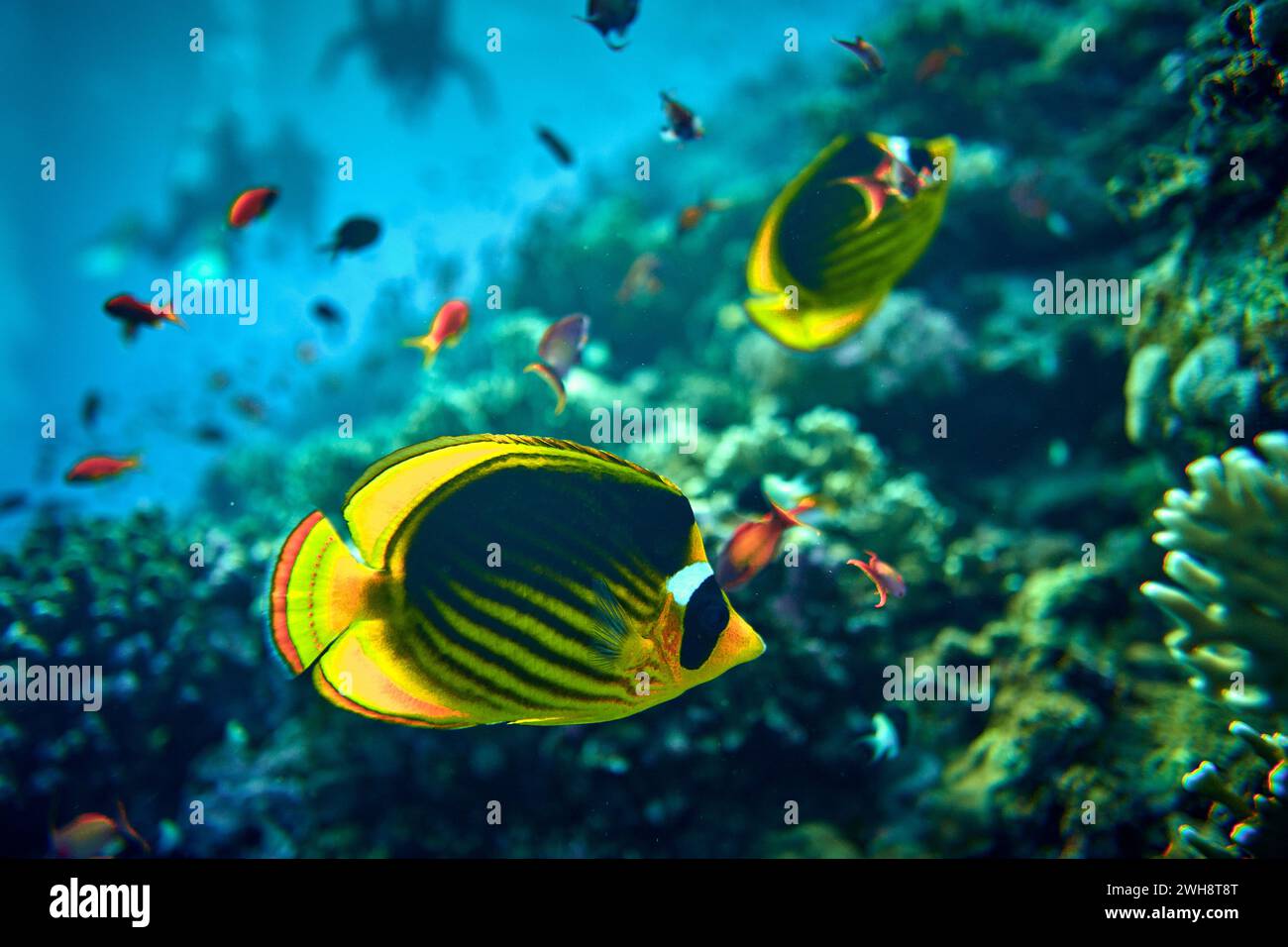 The beauty of the underwater world - The yellow tang (Zebrasoma ...