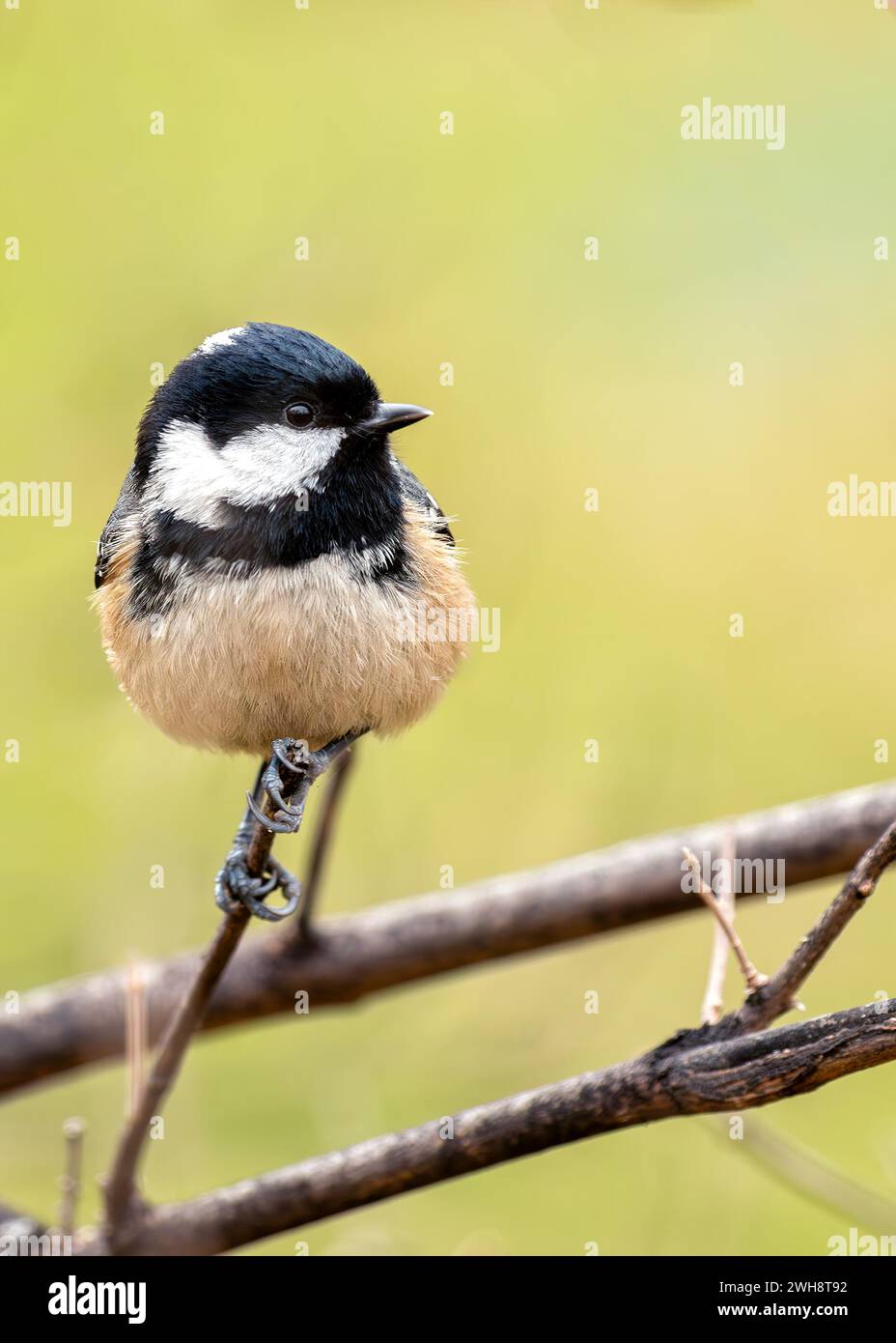 The Coal Tit (Periparus ater) observed in Hyde Park, London, is a small ...