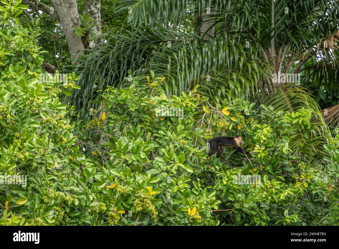 Costa Rica, Bijagual - July 22, 20.23: Pura Vida garden nature reserve ...