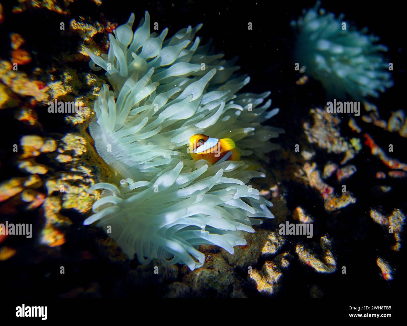 The beauty of the underwater world - The orange clownfish (Amphiprion ...