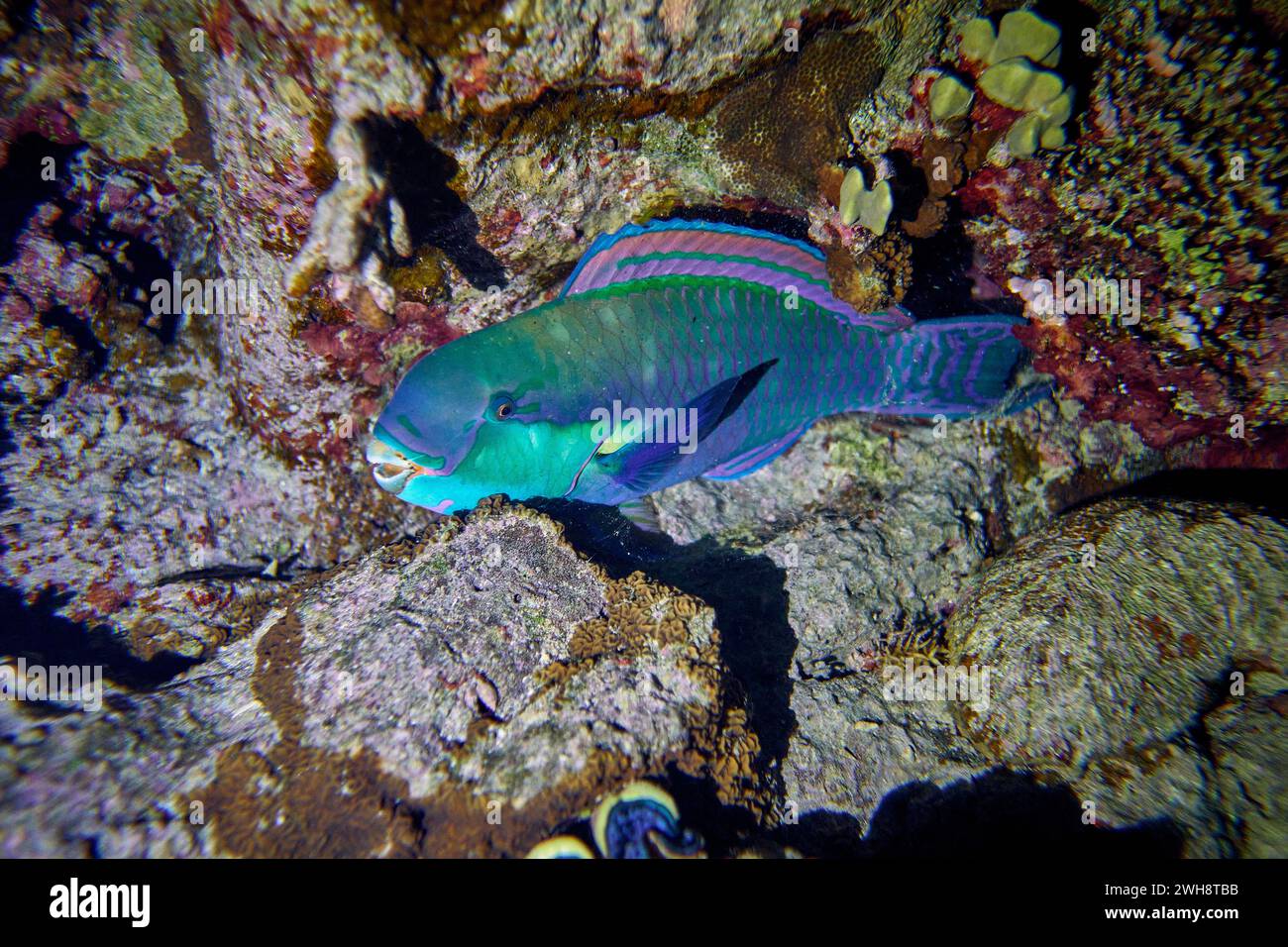 The beauty of the underwater world - Cetoscarus bicolor, also known as ...