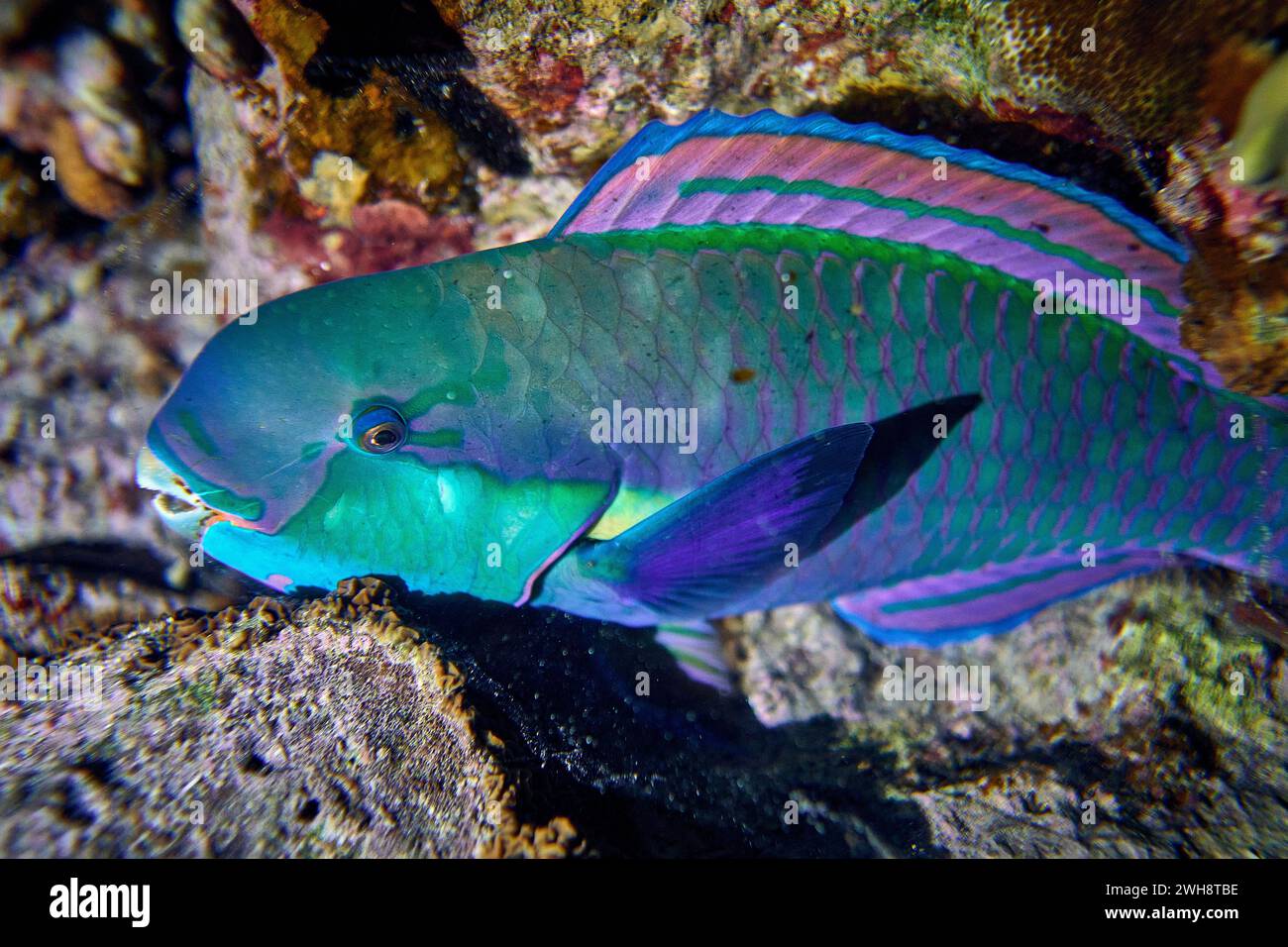 Queen Parrotfish Fishes World Hd Images Free Photos Parrotfish Species