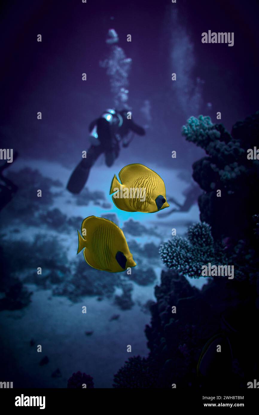 The beauty of the underwater world - The yellow tang (Zebrasoma ...