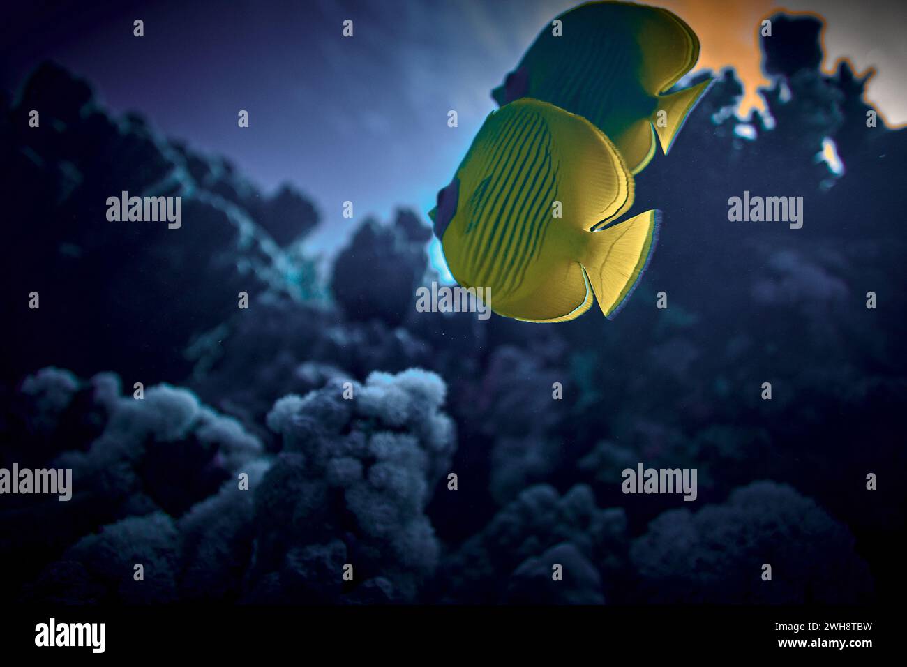 The beauty of the underwater world - The yellow tang (Zebrasoma ...