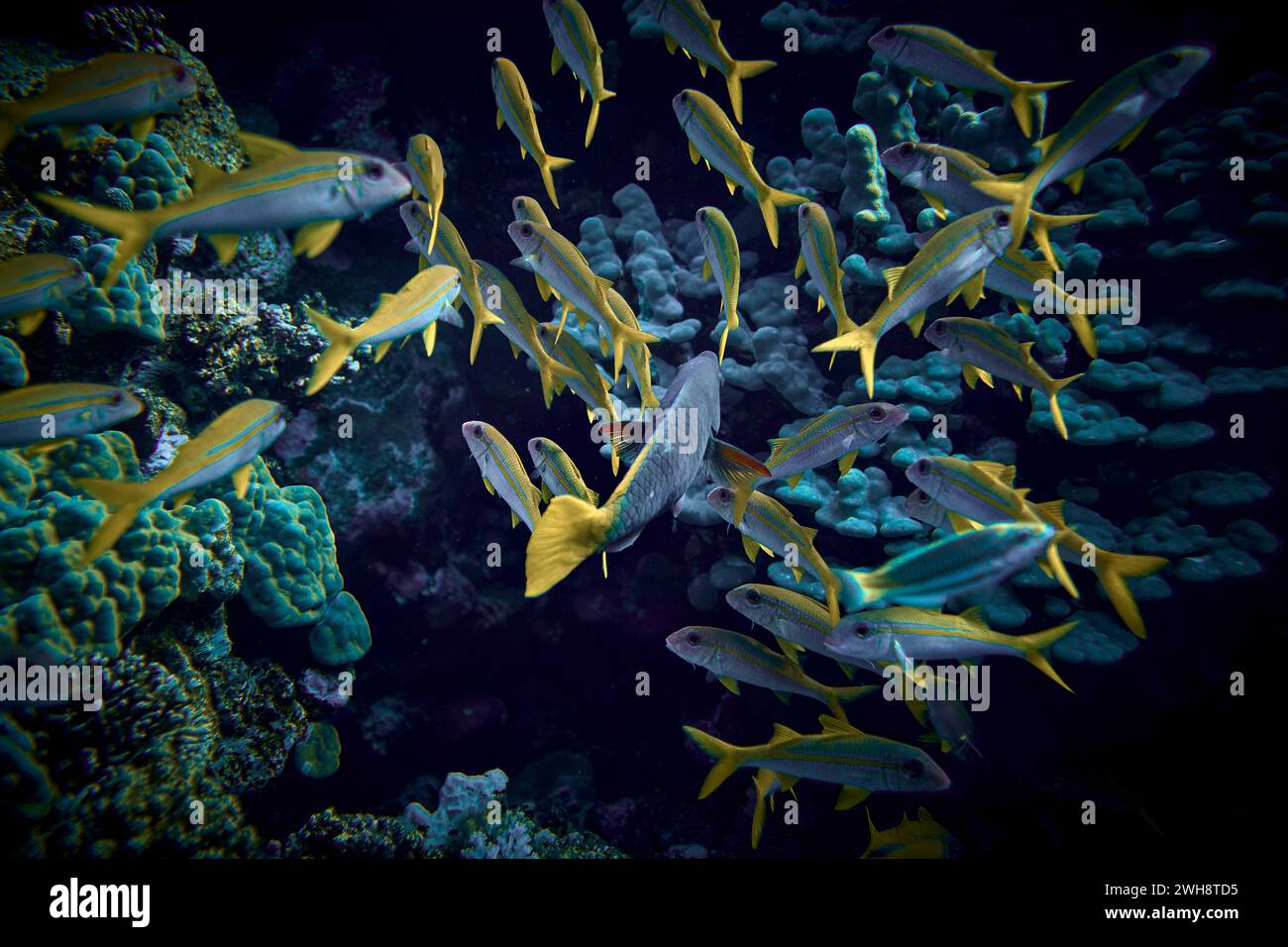 The beauty of the underwater world - big school of fish - The ...