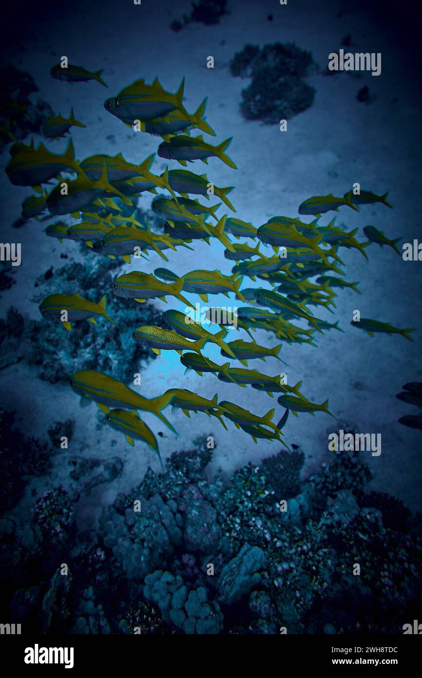 School goatfish snorkeling in hi-res stock photography and images - Alamy