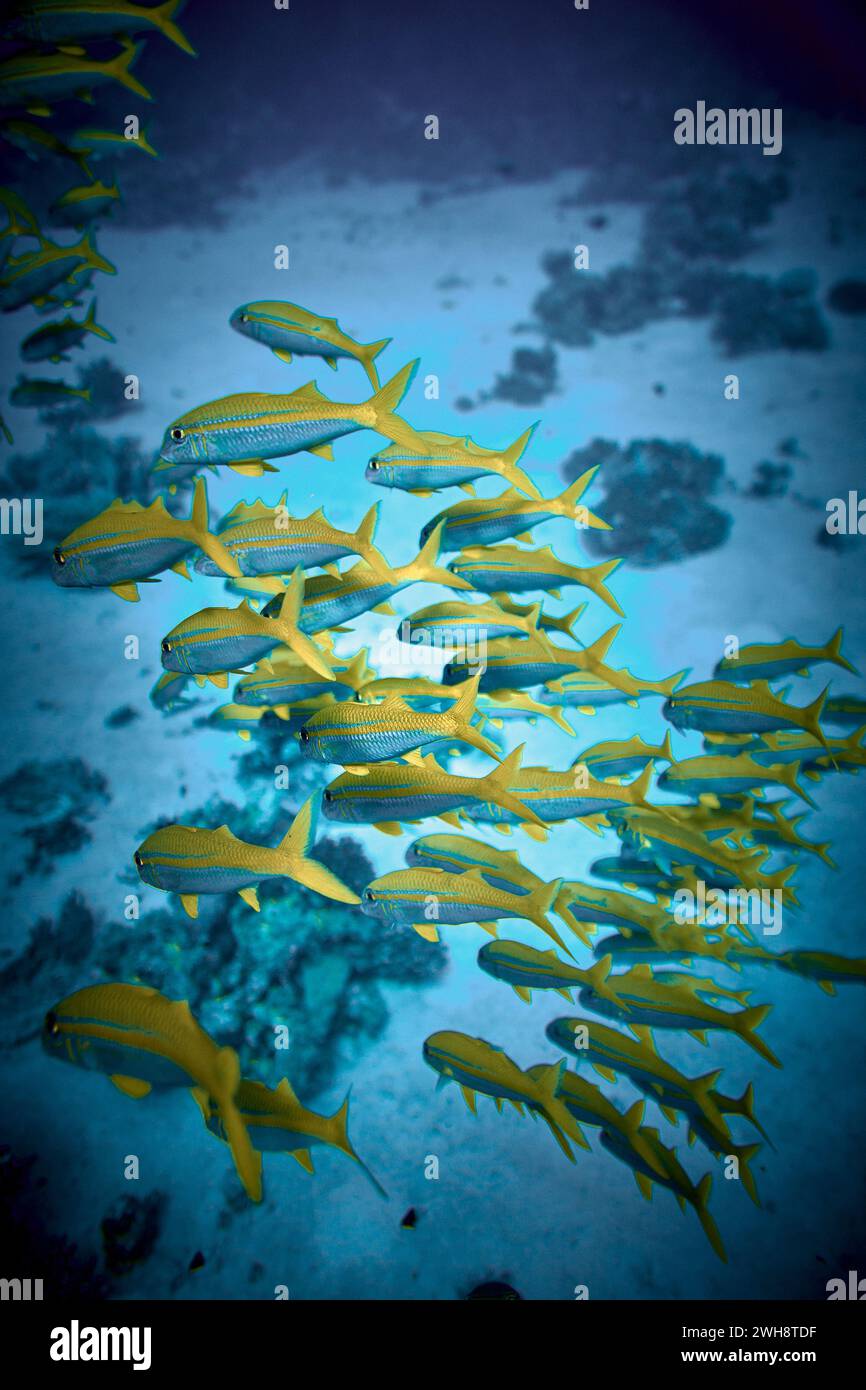 The beauty of the underwater world - big school of fish - The ...