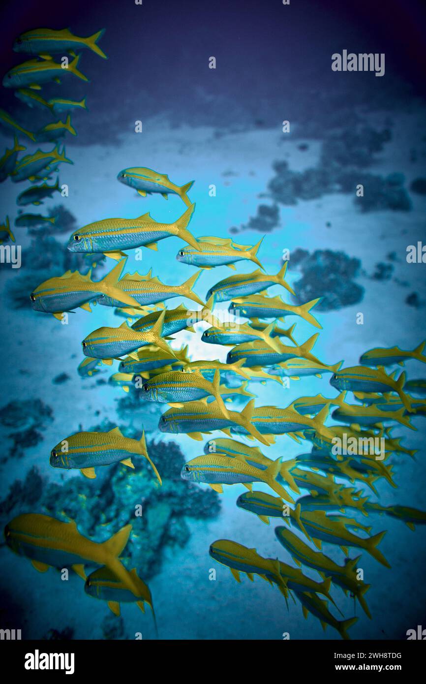 The beauty of the underwater world - big school of fish - The ...