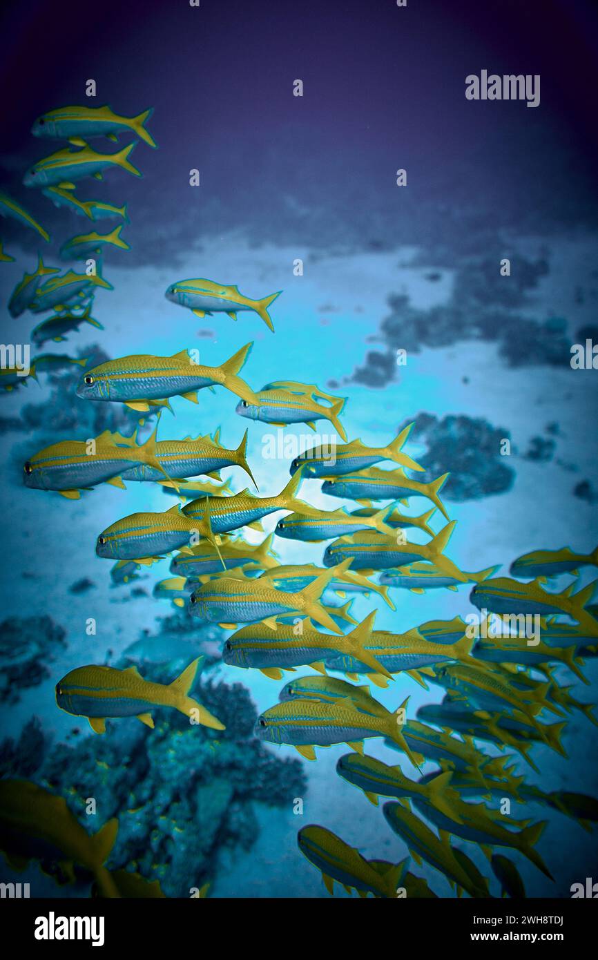The beauty of the underwater world - big school of fish - The ...