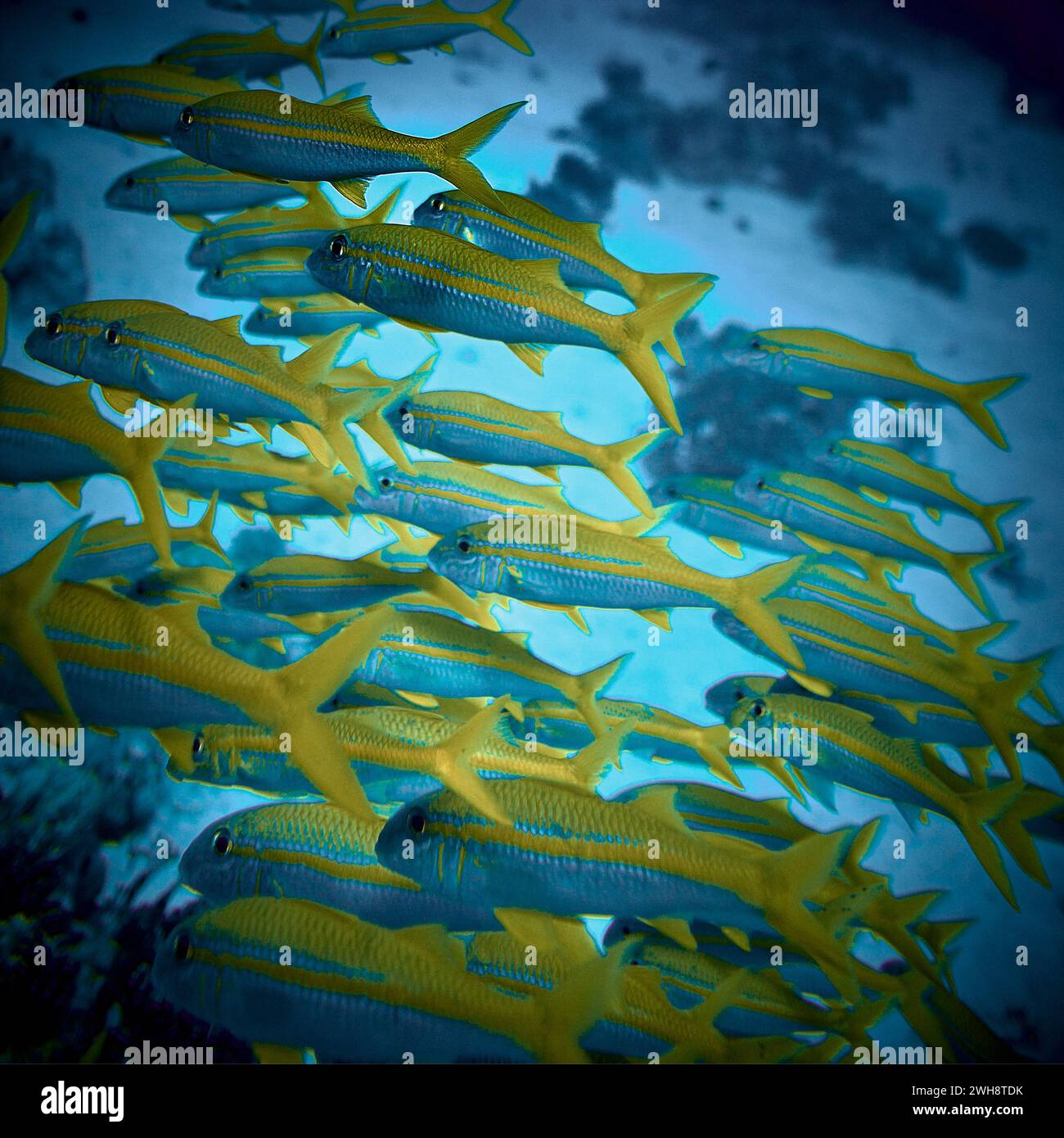 School goatfish snorkeling in hi-res stock photography and images - Alamy