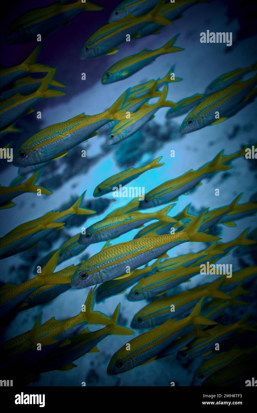 The beauty of the underwater world - big school of fish - The ...