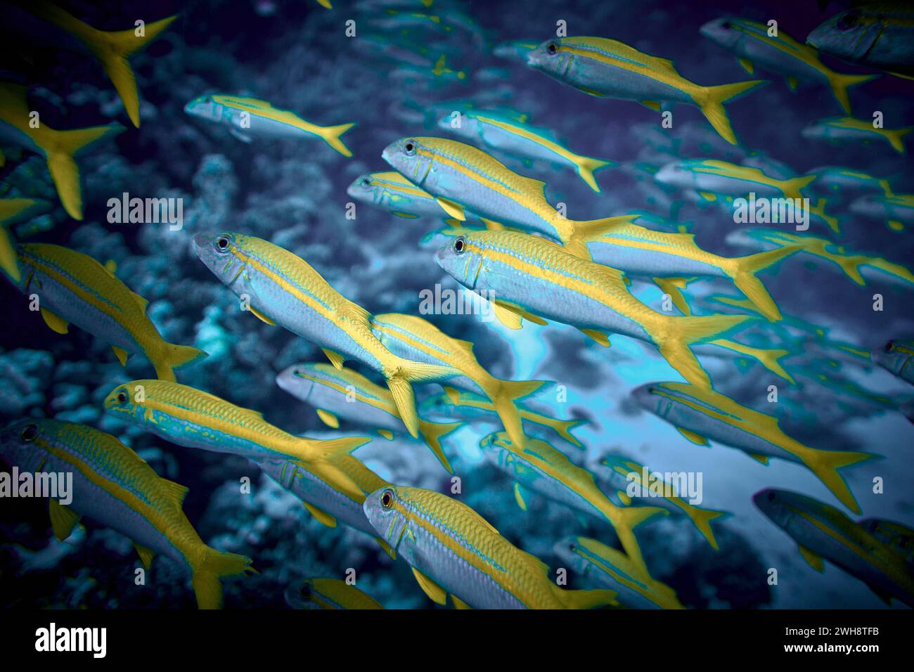 The beauty of the underwater world - big school of fish - The ...