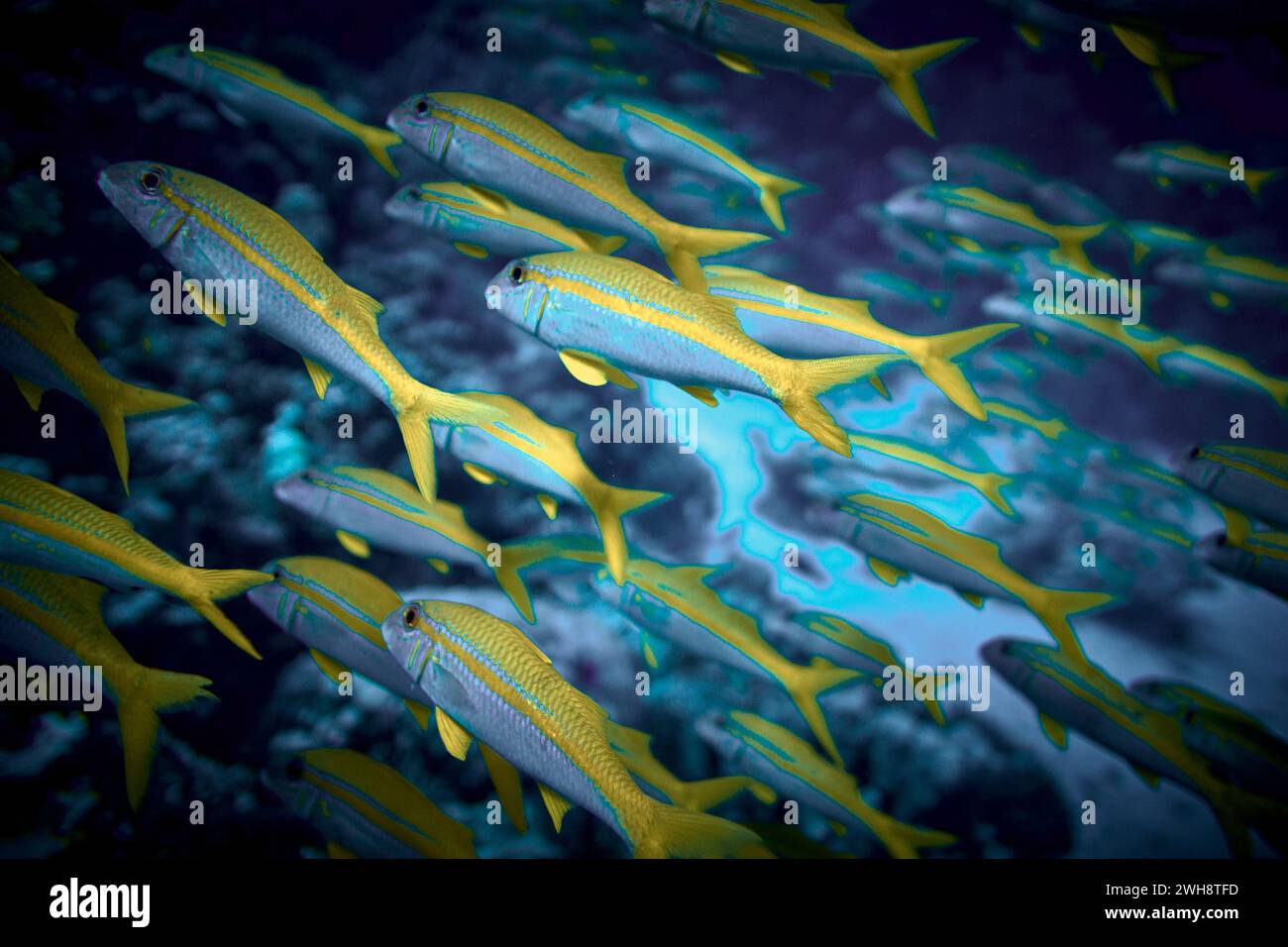 The beauty of the underwater world - big school of fish - The ...