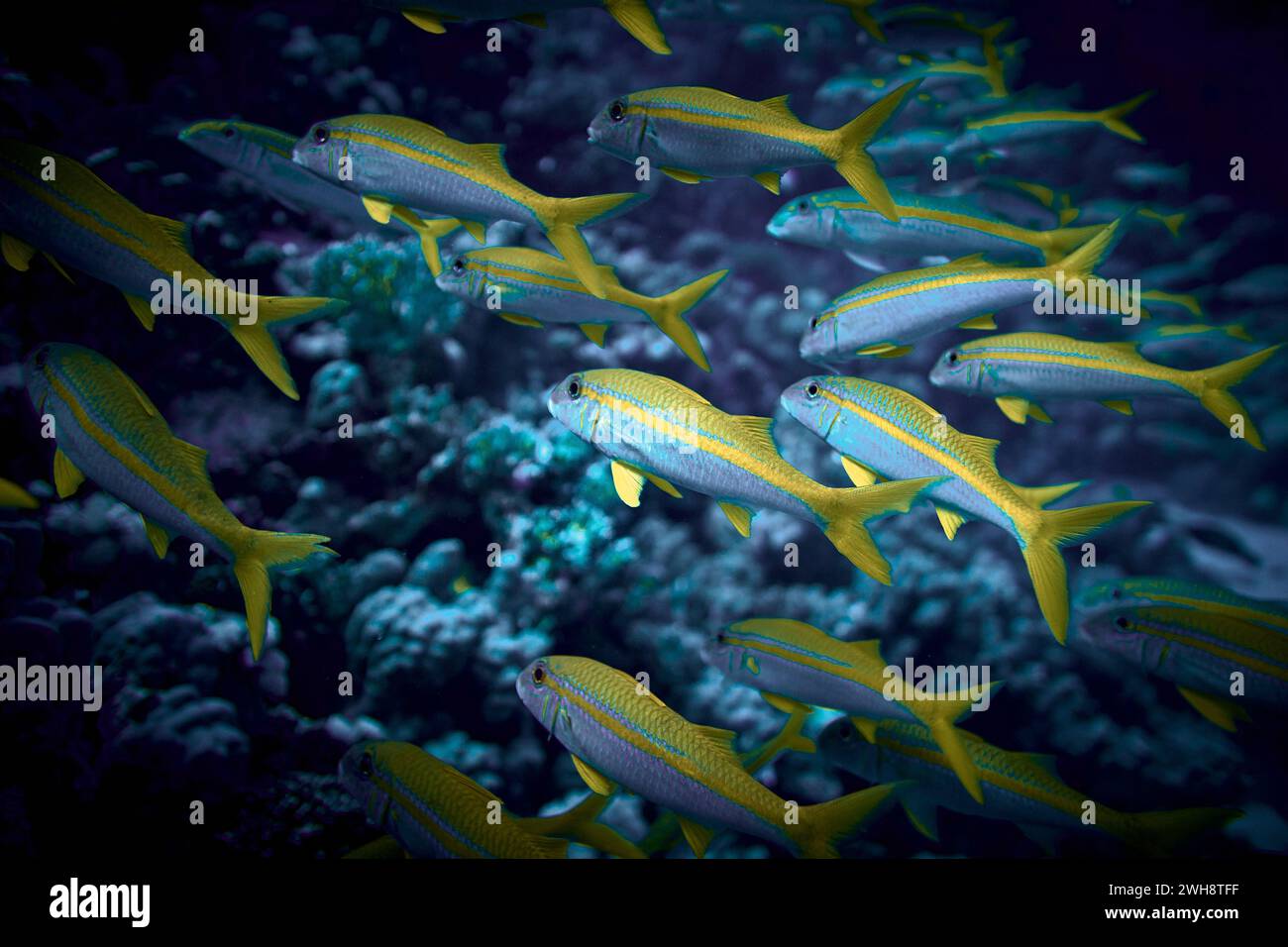 The beauty of the underwater world - big school of fish - The ...