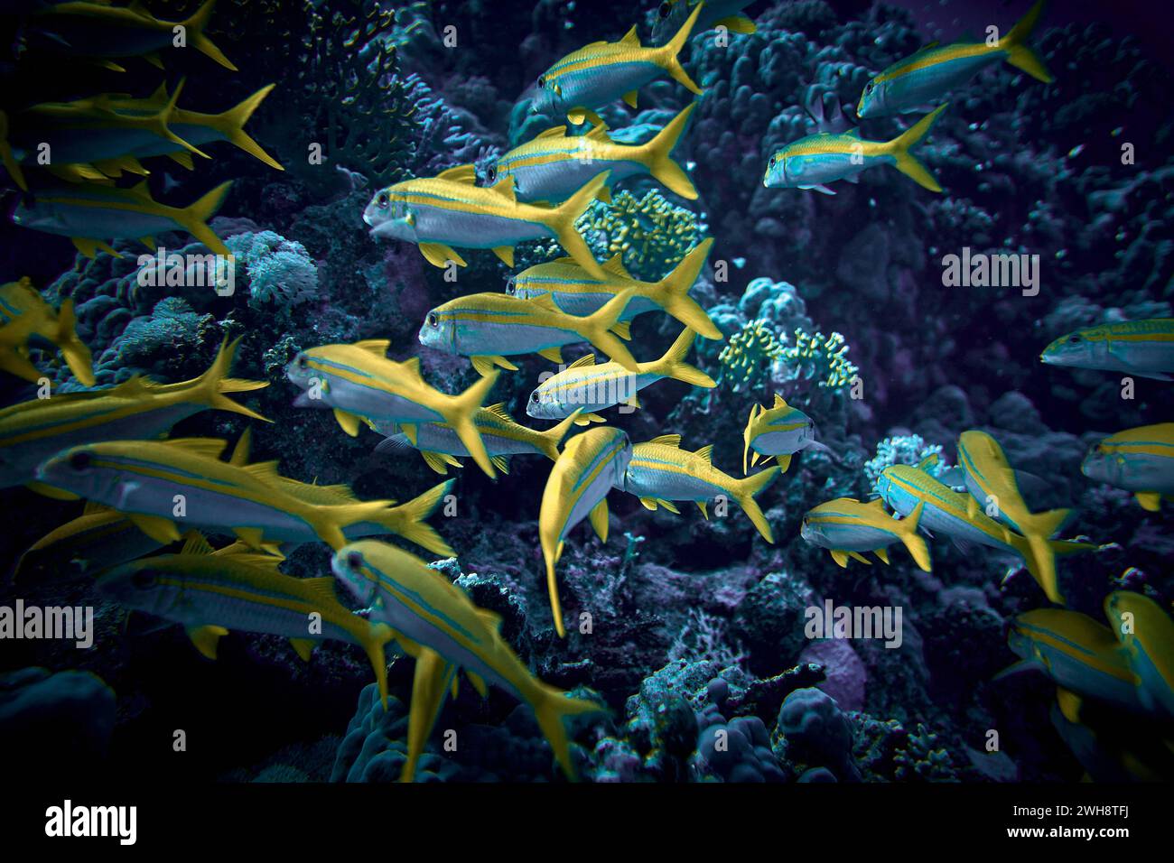 School goatfish snorkeling in hi-res stock photography and images - Alamy