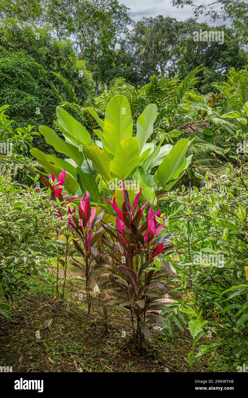Costa Rica, Bijagual - July 22, 20.23: Pura Vida garden nature reserve ...