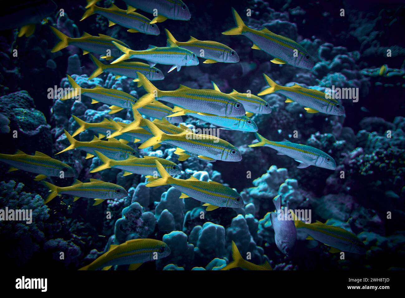 School goatfish snorkeling in hi-res stock photography and images - Alamy