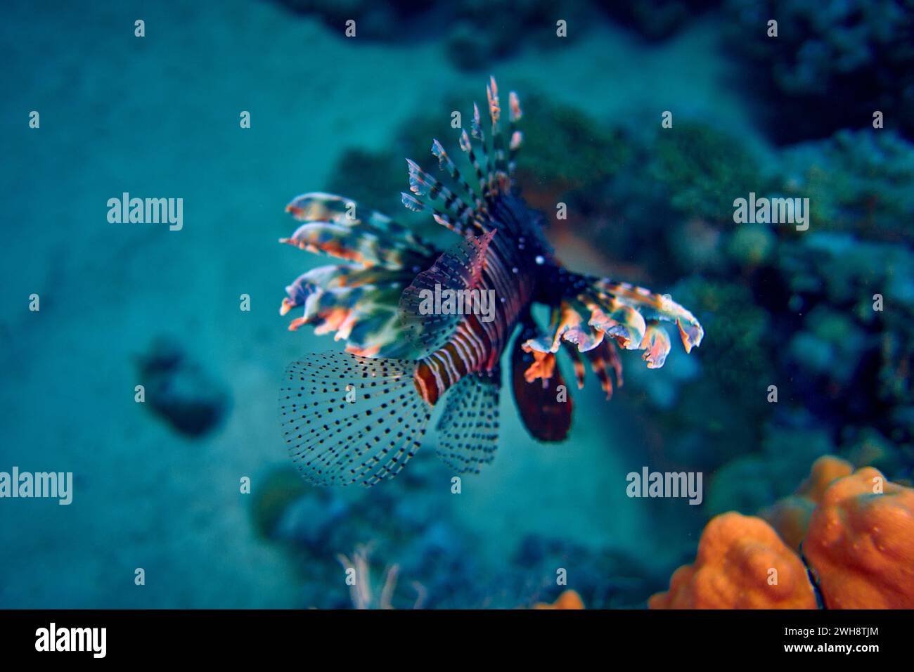 The beauty of the underwater world - The red lionfish (Pterois volitans ...