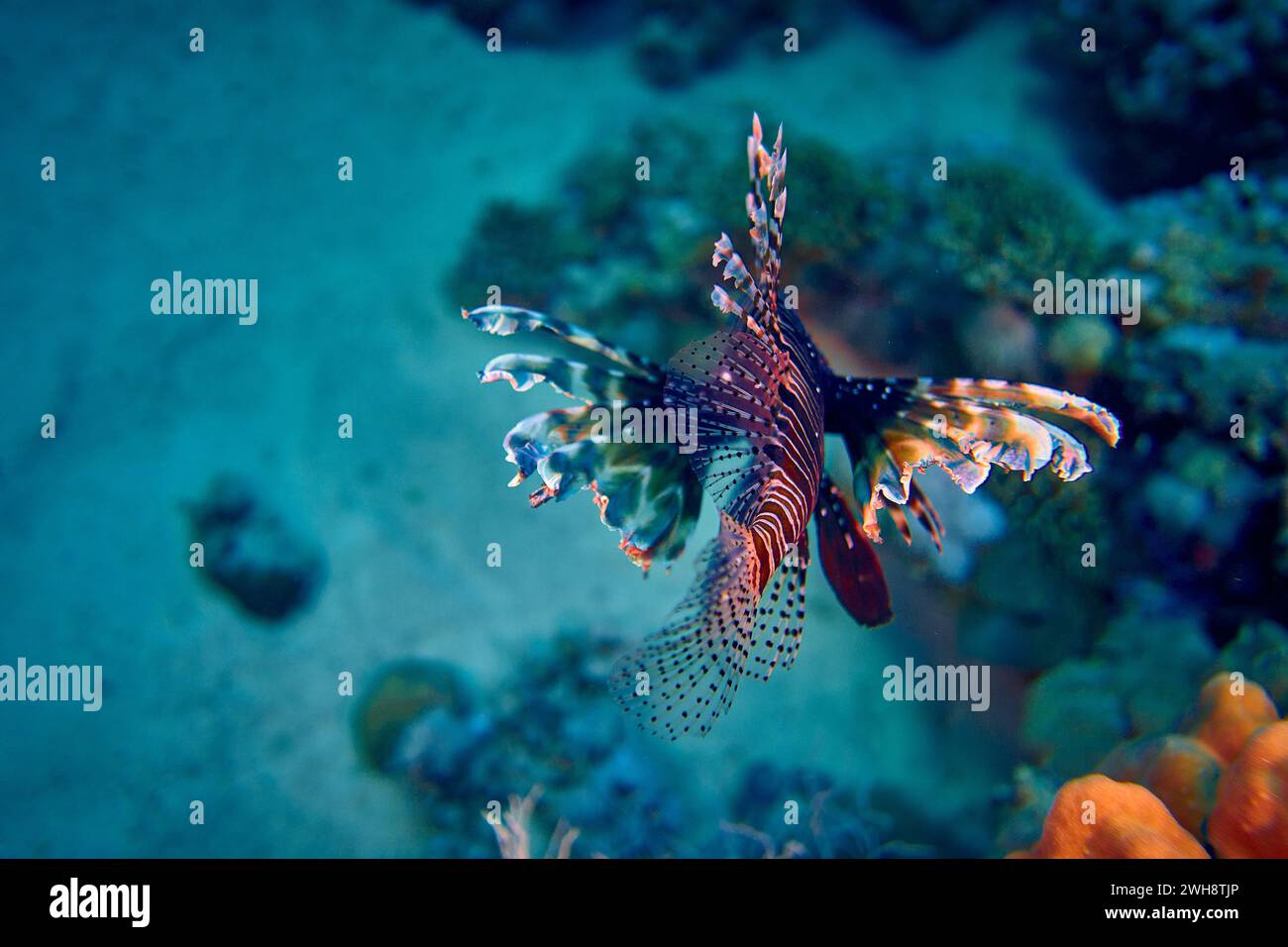 The beauty of the underwater world - The red lionfish (Pterois volitans ...