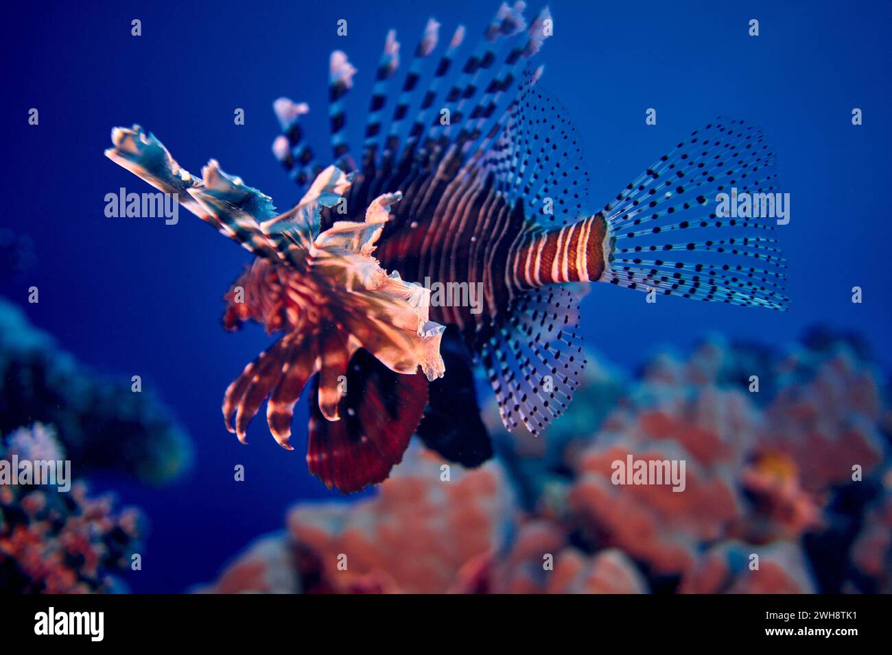 The beauty of the underwater world - The red lionfish (Pterois volitans ...