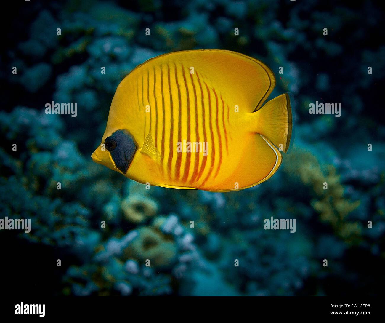 The beauty of the underwater world - The yellow tang (Zebrasoma ...