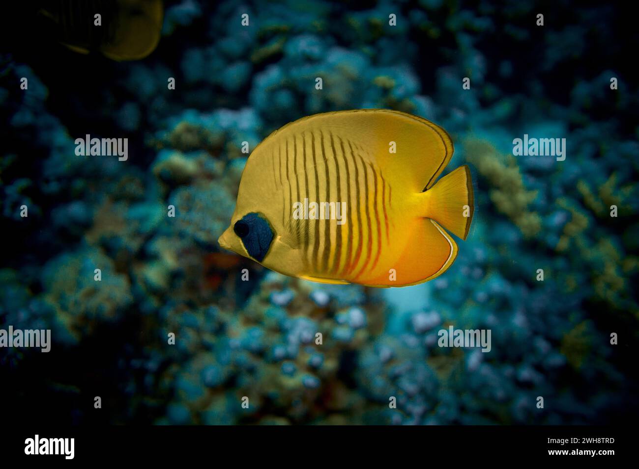 The beauty of the underwater world - The yellow tang (Zebrasoma ...