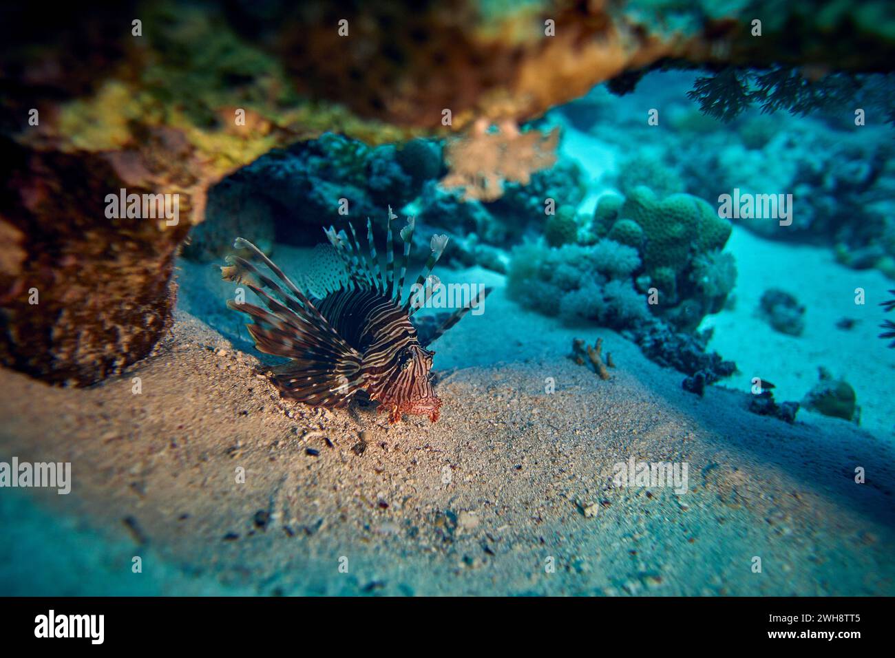 The beauty of the underwater world - The red lionfish (Pterois volitans ...