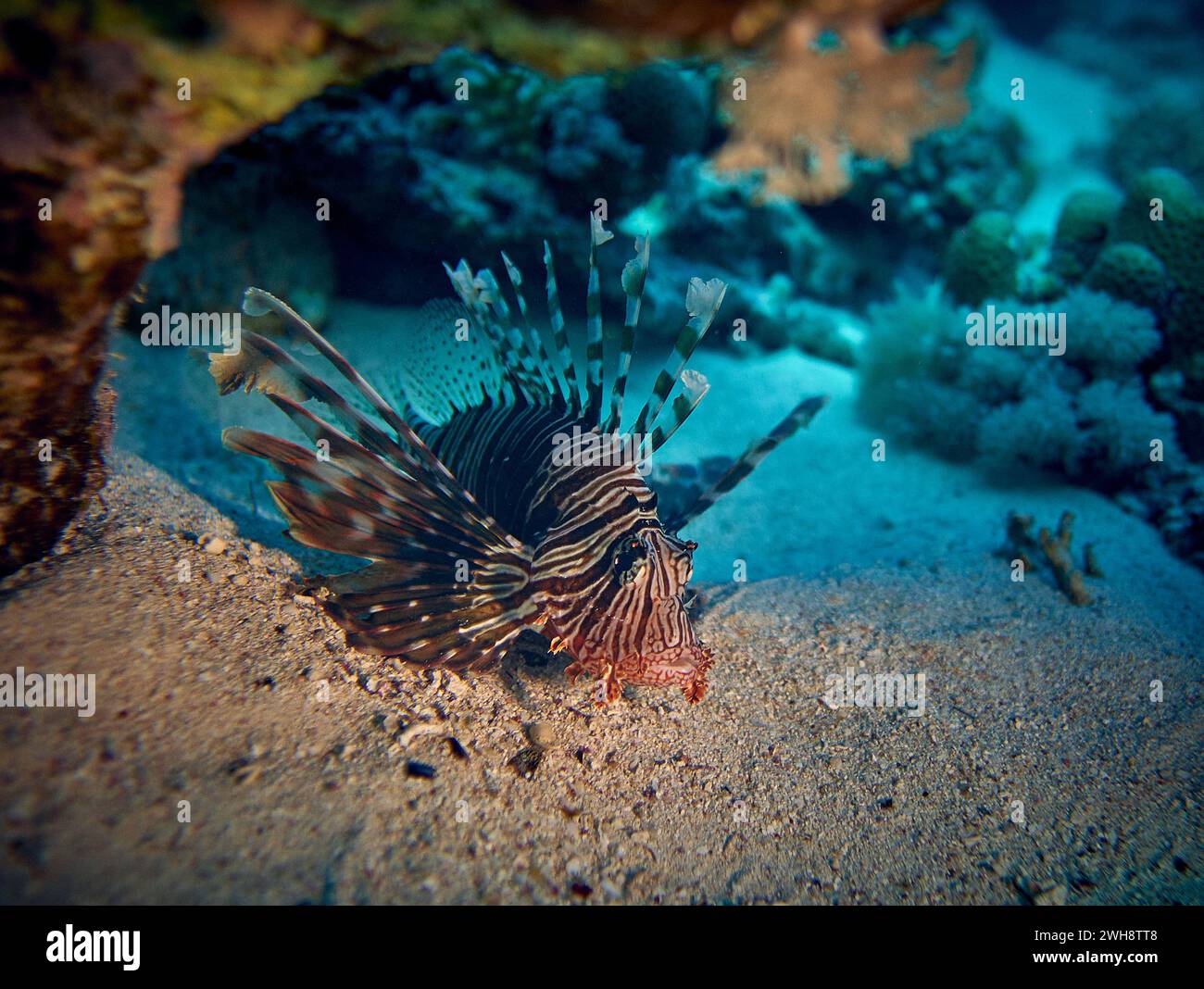 The beauty of the underwater world - The red lionfish (Pterois volitans ...