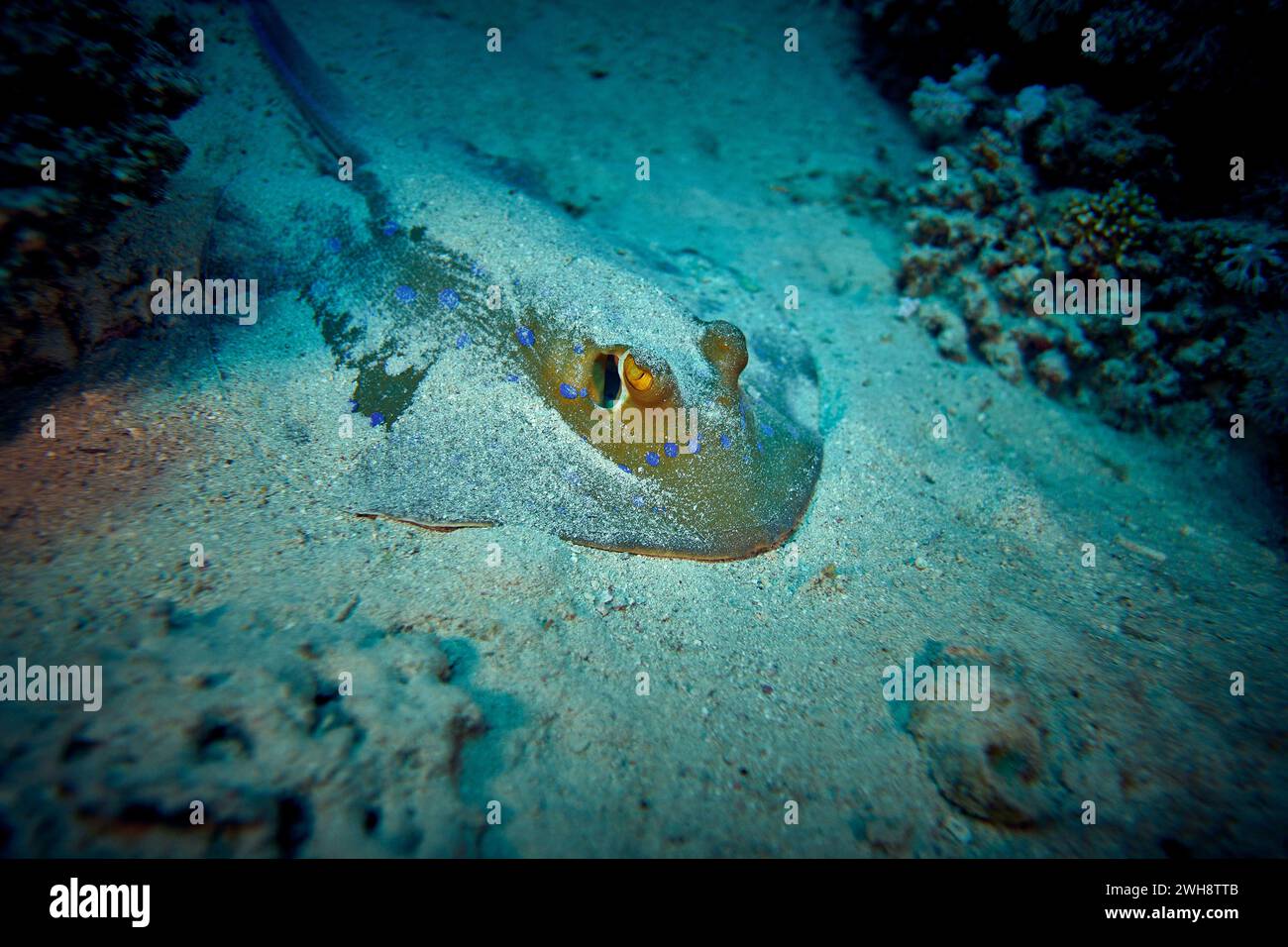 The beauty of the underwater world - The bluespotted ribbontail ray ...