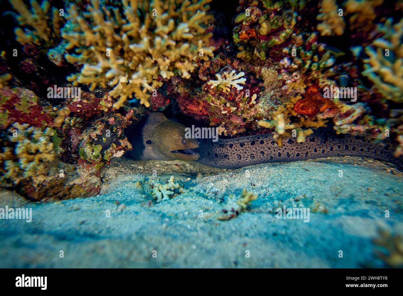 The beauty of the underwater world - beautiful smile of a Moray eel, or ...