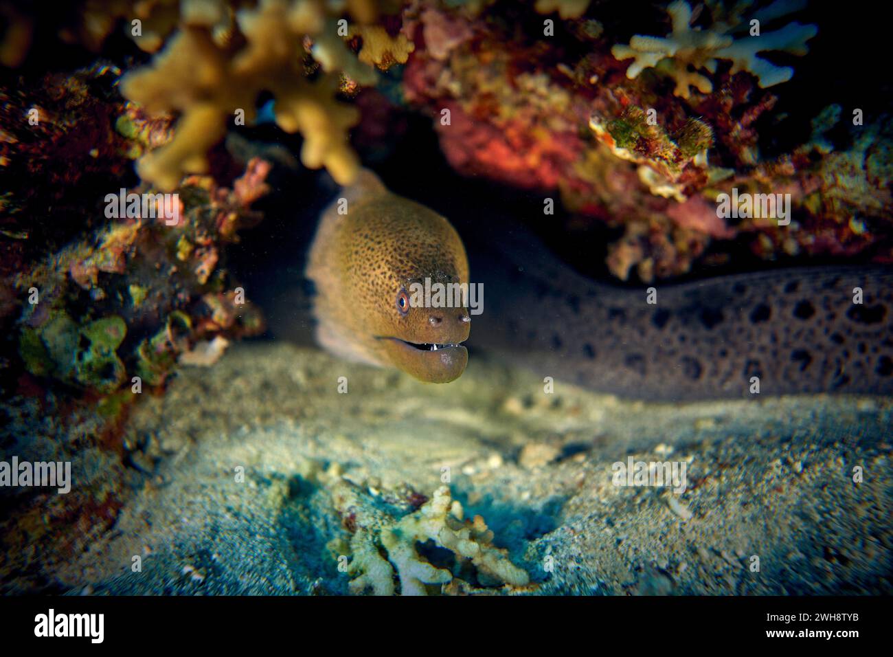 The beauty of the underwater world - beautiful smile of a Moray eel, or ...