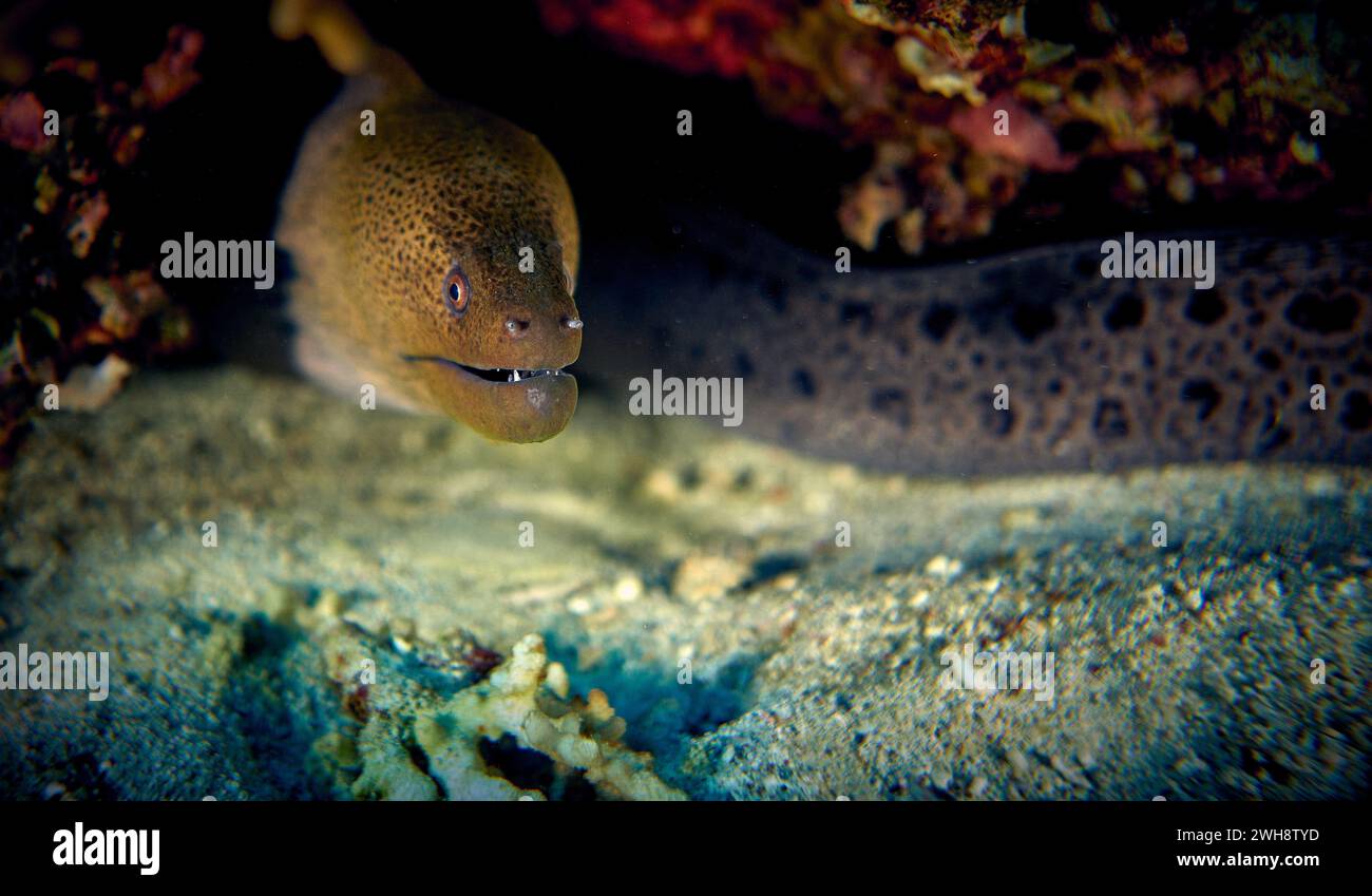 The beauty of the underwater world - beautiful smile of a Moray eel, or ...