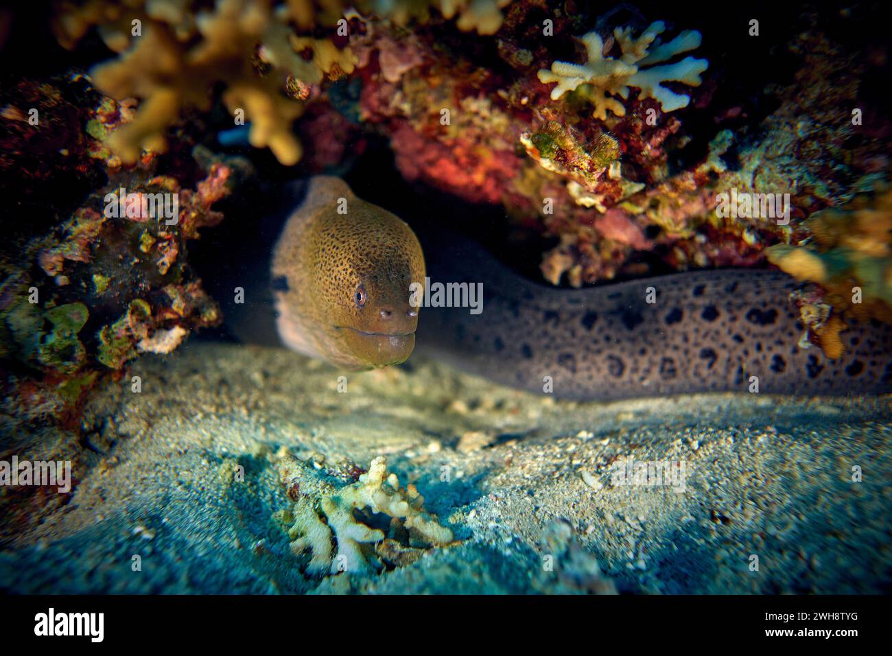 The beauty of the underwater world - beautiful smile of a Moray eel, or ...